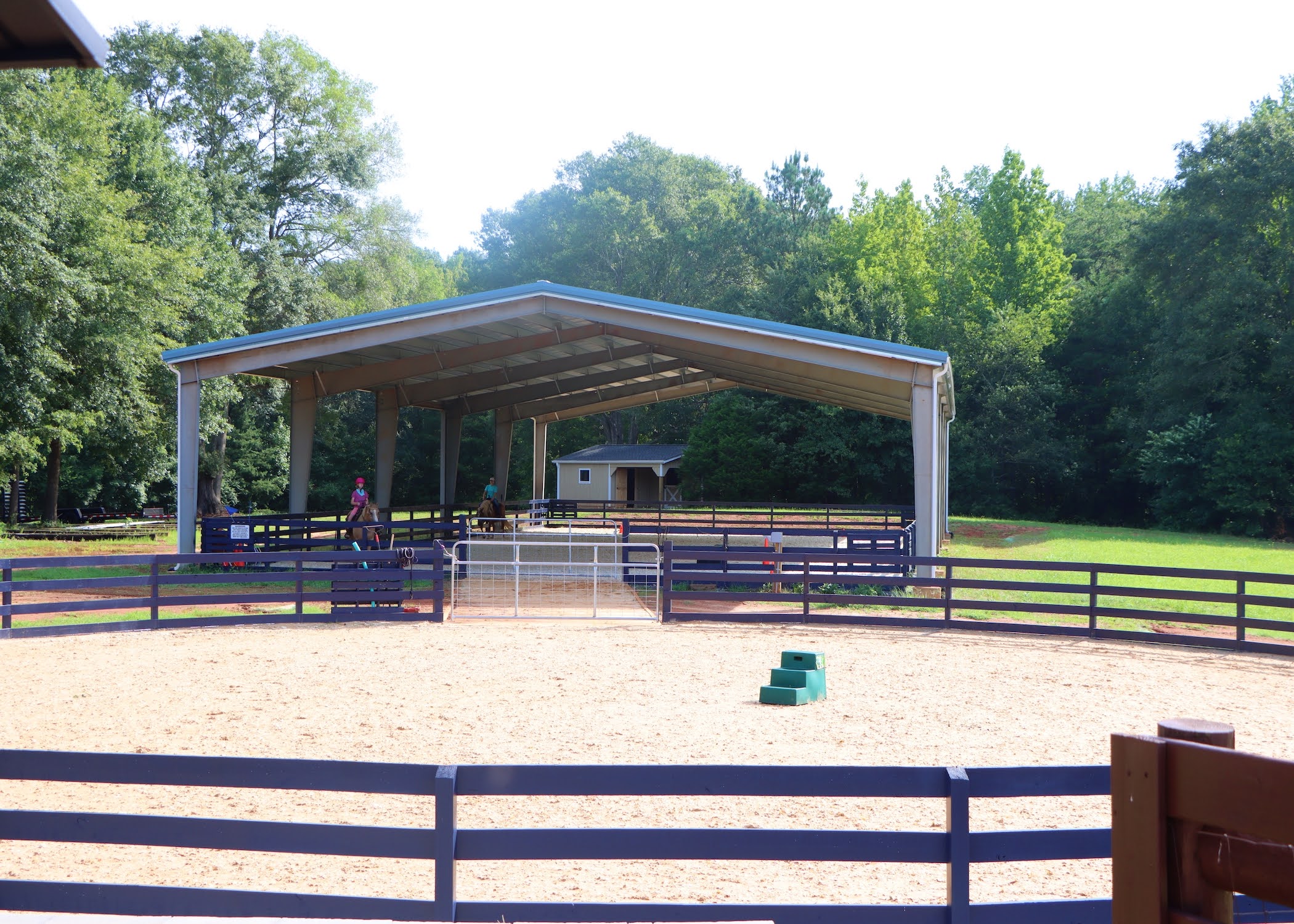 Buttercup - The Sun Horse Ranch