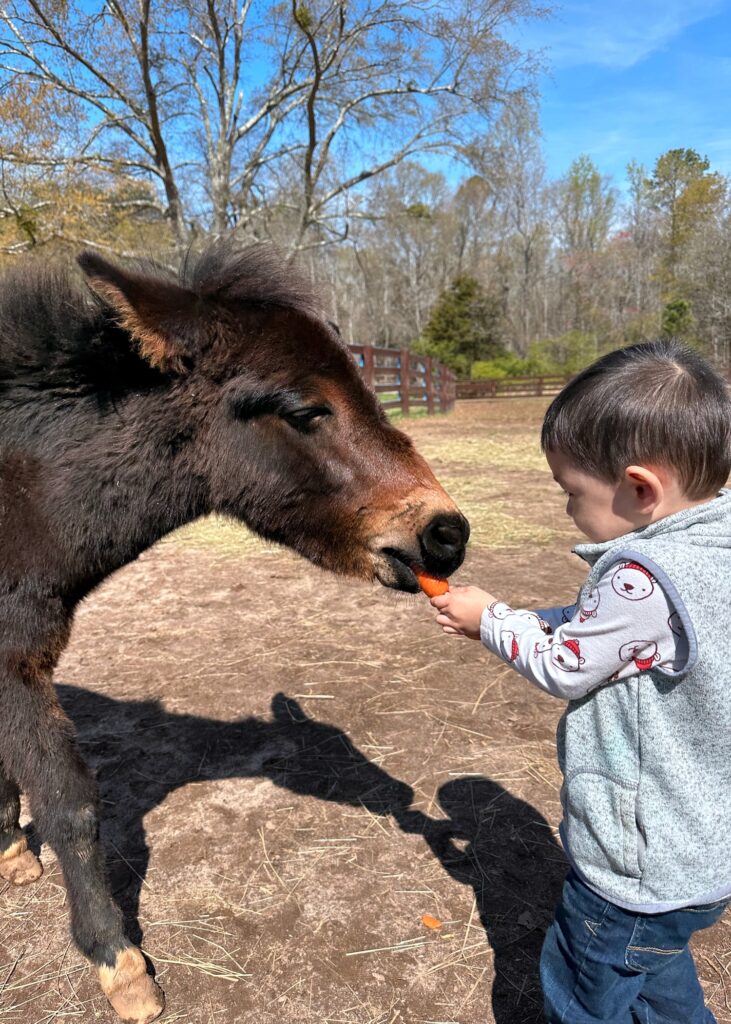 Pony Camp – The Sun Horse Ranch
